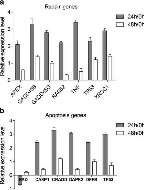 Relative Transcription Levels For A Dna Repair Genes And B Apoptosis