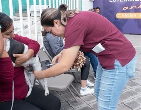 Del 5 Al 12 De Octubre Jornada De VacunaciÓn AntirrÁbica Para Perros Y