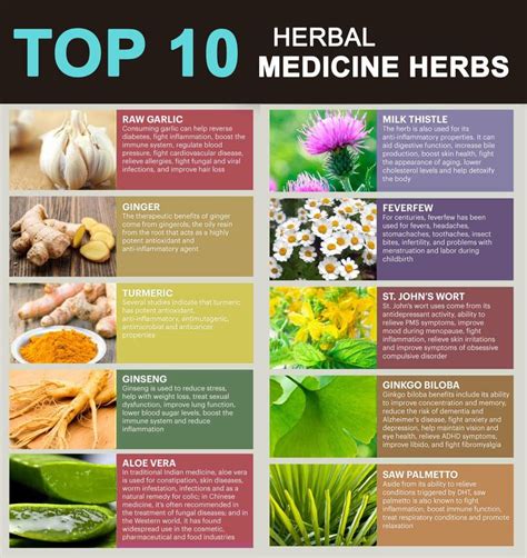 Best Herbal Medicine Plants At Chad Alvarado Blog