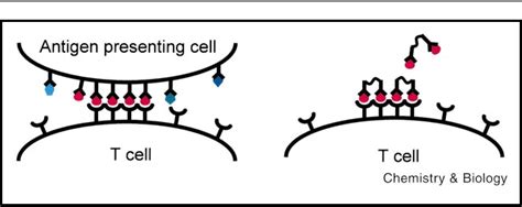 Figure 1 From A Diverse Set Of Oligomeric Class Ii Mhc Peptide