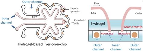 Microfluidic Cell Culture A Beginner Friendly Review Elveflow