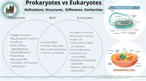 Prokaryotic Cell Structure Vs Eukaryotic Cell Structure