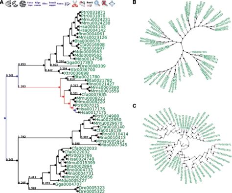 Visualization Of Phylogenetic Trees Different Views Of The Ml