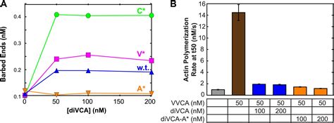 Figures And Data In Three Color Single Molecule Imaging Shows Wasp