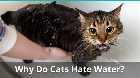 Why Do Cats Hate Water Are They Scared Do All Cats Dislike It