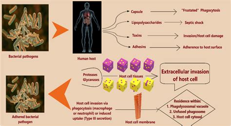 Stages Of Microbial Pathogenesis The Bacterial Components Factors