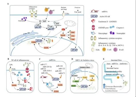 清华大学药学院王钊团队发表碳水化合物恶化脂肪肝综述文章 清华大学药学院