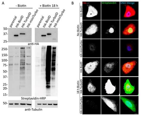 Cells Free Full Text Comparative Application Of Bioid And Turboid