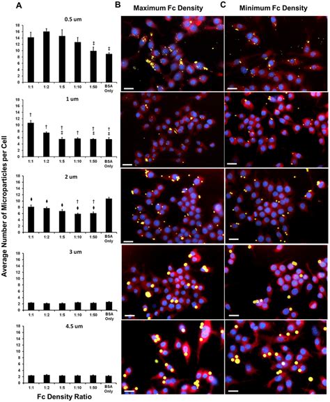 Average Number Of Microparticles Internalized Per Cell For Each