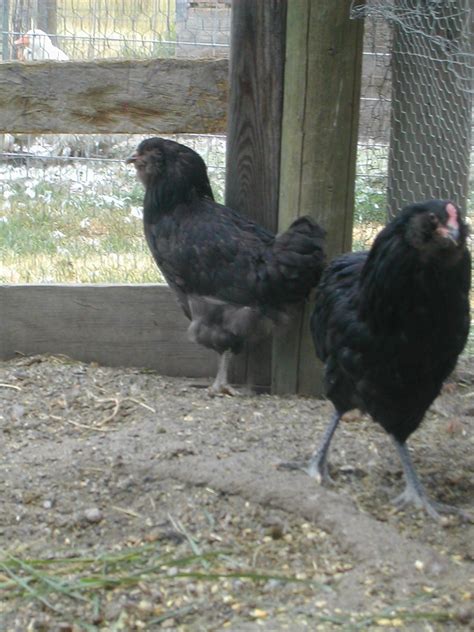 Chocolate And Split For Chocolate Ameraucanas At Rare Feathers Farm