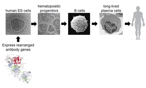 Bhattacharya Lab Embryonic Stem Cell Engineering Work