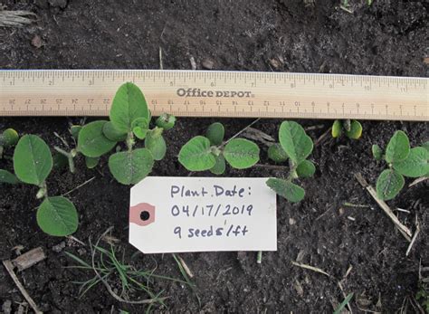 soybean germination emergence with april planting dates relative to