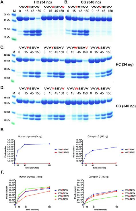 Analysis Of The Cleavage Specificity By The Use Of Recombinant Protein