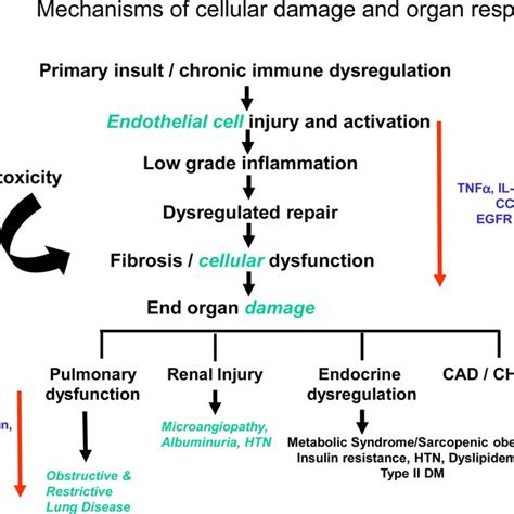 Proposed Conceptual Representation Of Pathogenesis Of Ckd In Hct