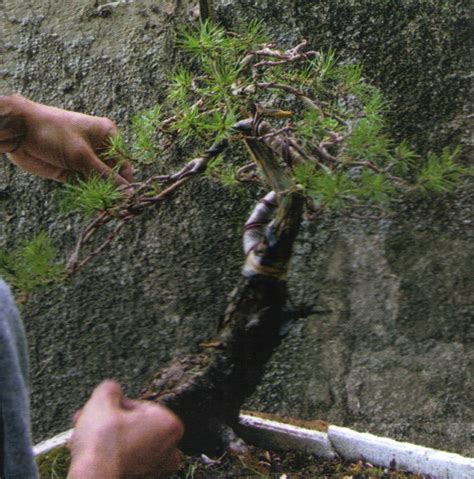 How To Create A Bonsai Step By Step From Scratch Starting From A