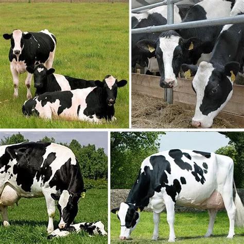 Holstein Breed Of Cows Description And Characteristics Pros And Cons