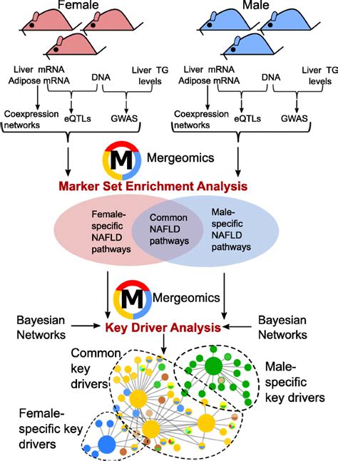 tissue specific pathways and networks underlying sexual dimorphism in