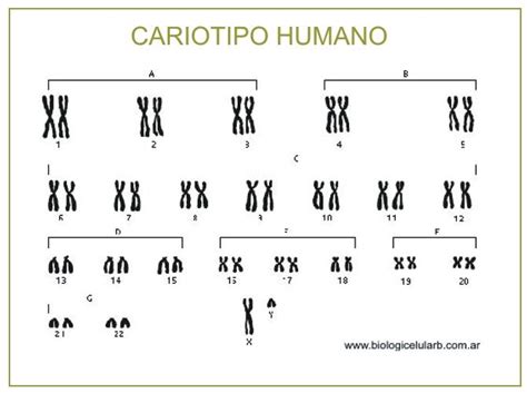 Cariotipo Mind Map Porn Sex Picture