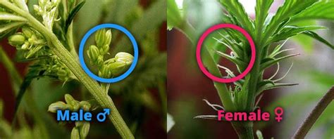 sex and cannabis discount cannabis seeds