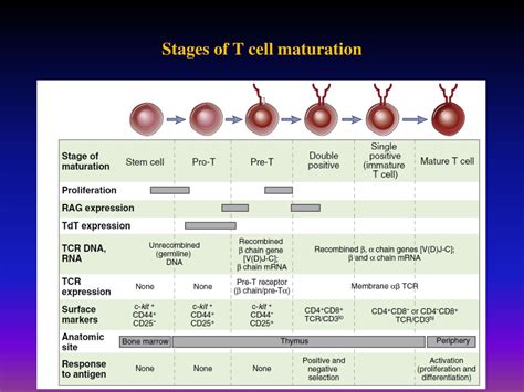 Ppt Lymphocyte Development And Antigen Receptor Gene Rearrangement