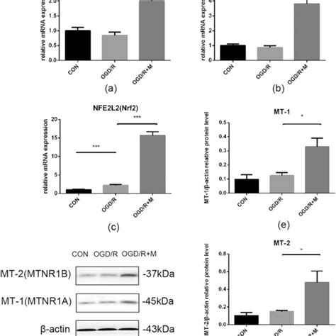 Melatonin Improved The Mrna Expression Levels Of Mt 1 Mt 2 And Nrf2