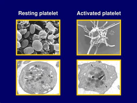 Ppt Platelet Structure And Function Powerpoint Presentation Free