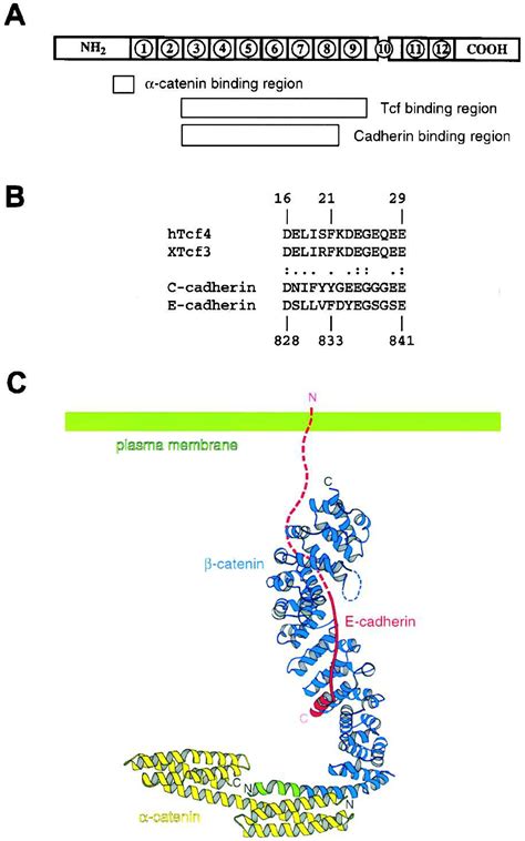 Crystal Structure Of A β Catenin Tcf Complex Cell
