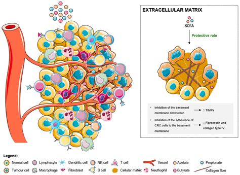 Ijms Free Full Text Modulation Of The Tumor Microenvironment By