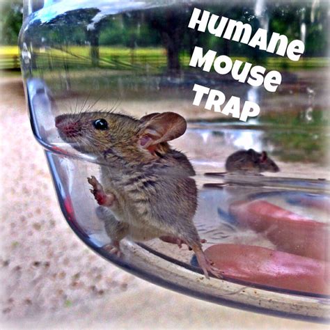 A Simple Effective Humane Way To Catch Mice Trusper