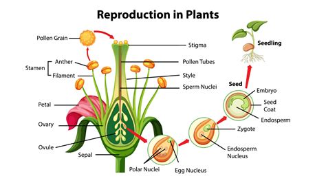 The Male And Female Gametes Fuse To Form A A During The Process Of B