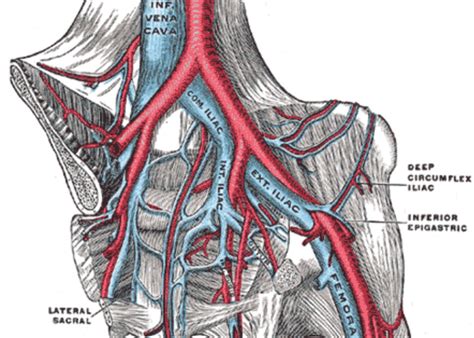 Endovascular Today The Critical Need For An Iliofemoral Venous