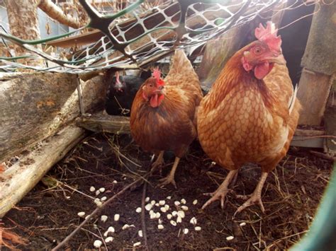 Still Chicken Tractoring Avian Aqua Miser