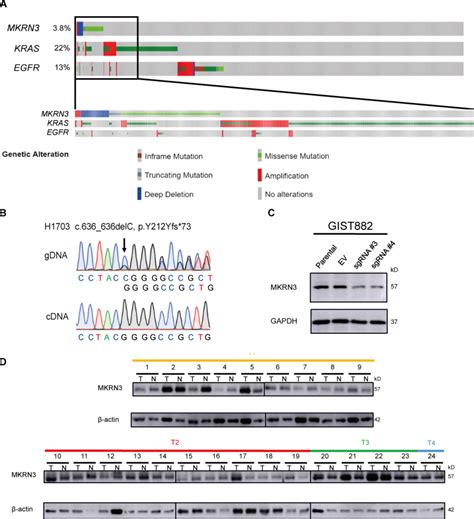 Genomic Mkrn3 Aberrations In Human Nsclcs A Oncoprint Plot Showing