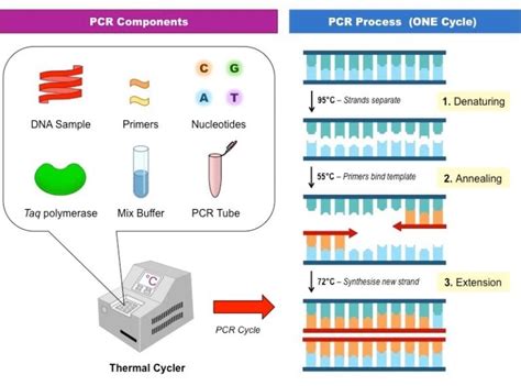 Polymerase Chain Reaction Pcr Principle Steps Applications