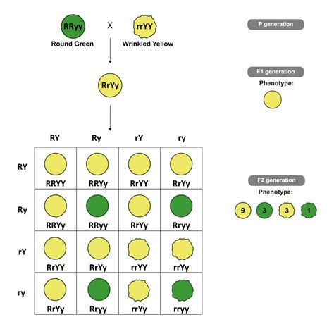 Heredity Definition Rules Mendels Experiments Features And Examples