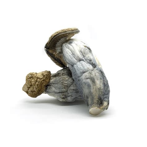 Mushrooms Dried Penis Envy