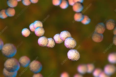 Streptococcus Pyogenes Bacteria Illustration Stock Image F019 6535