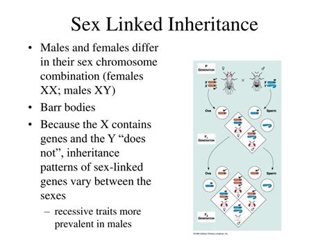 ppt chromosomal basis of inheritance powerpoint presentation free