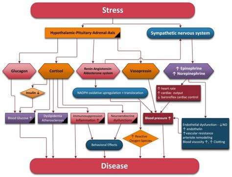 Effects Of Exercise On The Autonomic Nervous System Encyclopedia Mdpi