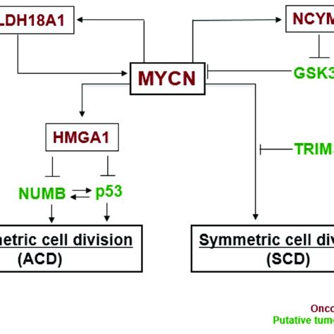 The Pathways Of Mycn Mediated Cell Division Fate Download Scientific
