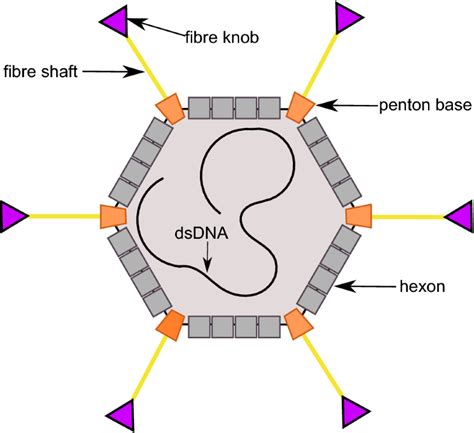 Human Adenovirus Binding To Host Cell Receptors A Structural View