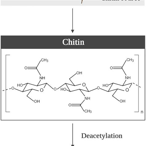 Antibacterial Activity Of Chitosan Schematic Representation Of Possible
