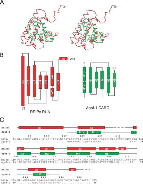 a superimposition of the structures of the rpipx run domain and apaf 1