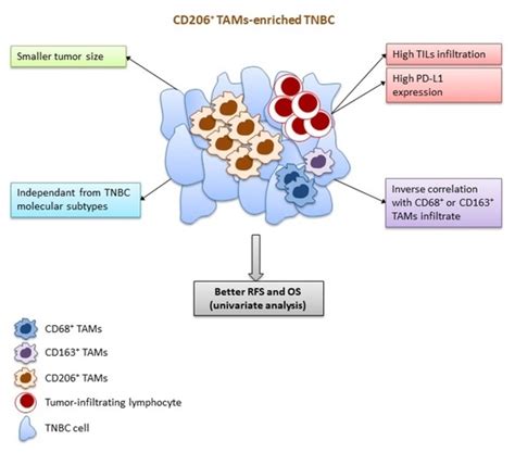 Cancers Free Full Text Association Of Cd206 Protein Expression With