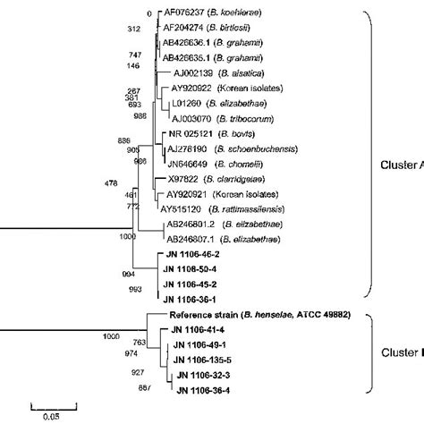 Phylogenetic Tree Based On 356 Bp Of The 16s Rna Partial Region Of