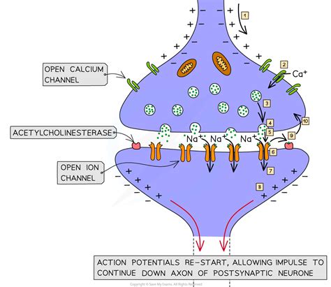 Synapses Structure And Function Edexcel A Snab A Level Biology