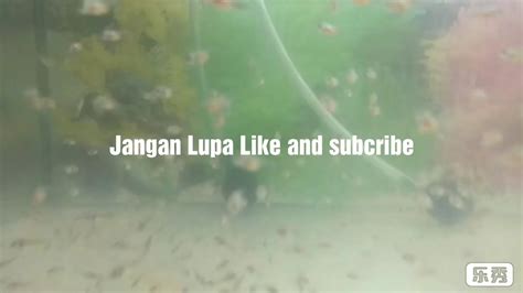Budidaya Ikan Louhan Part 5 Youtube