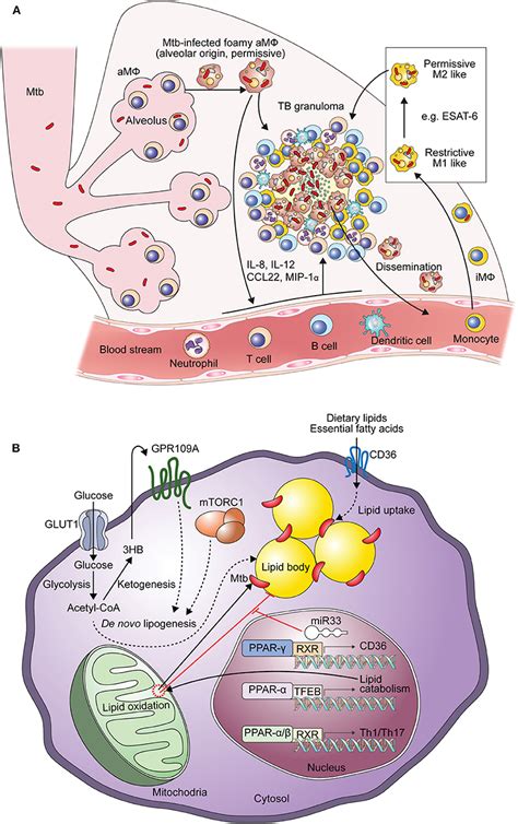 Mycobacterium Tuberculosis Labelled Diagram