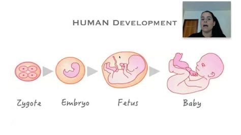 science 5th female reproductive system youtube