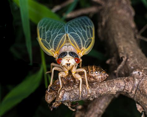 Male Cicada Sound
